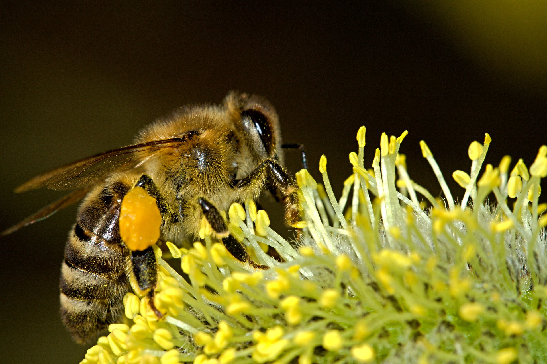 Demaree Style Beekeeping (3 part series) - Key Peninsula Beekeepers